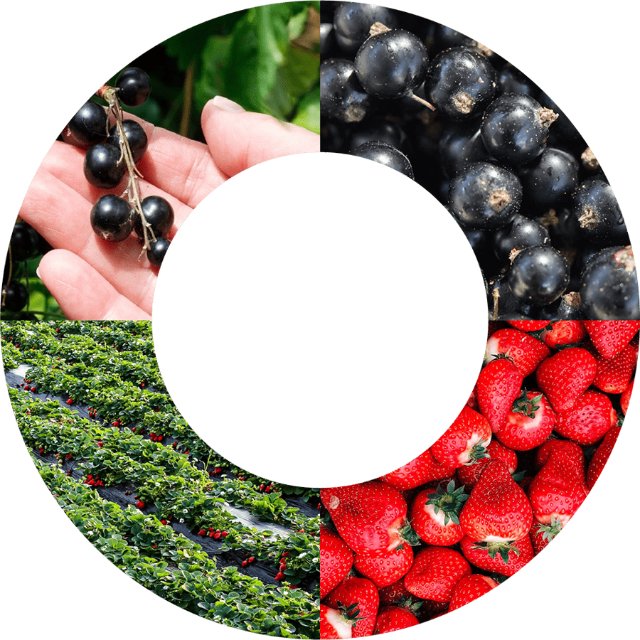 What We Do | Berryworld