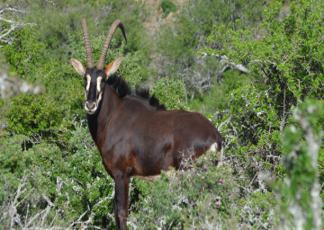 Royal Karoo Safaris | Eastern Cape Hunting | Trophy List