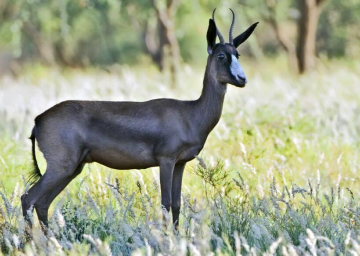 Royal Karoo Safaris | Eastern Cape Hunting | Trophy List