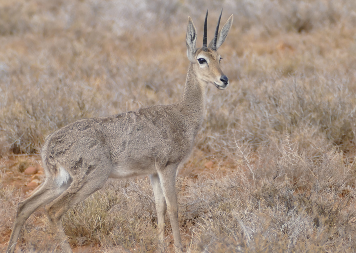 Royal Karoo Safaris | Eastern Cape Hunting | Trophy List