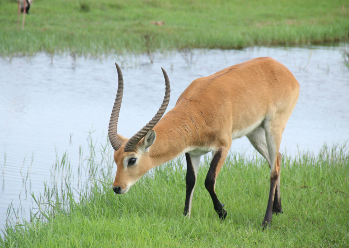 Royal Karoo Safaris | Eastern Cape Hunting | Trophy List