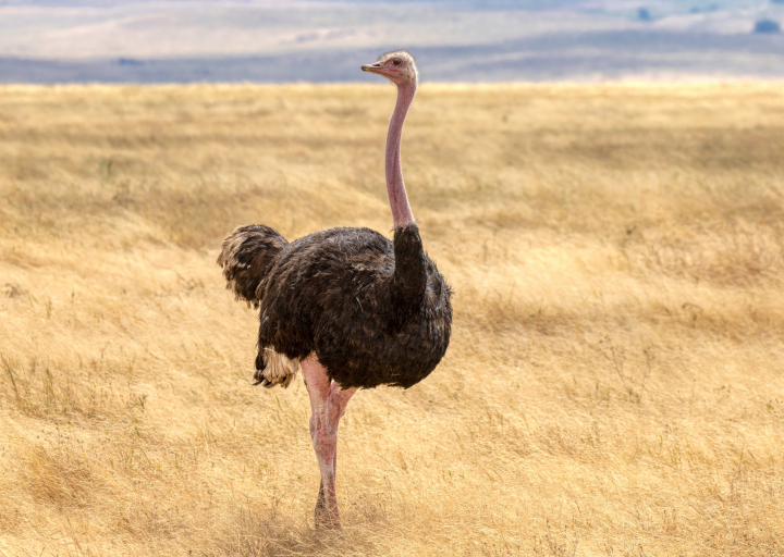 Royal Karoo Safaris | Eastern Cape Hunting | Trophy List