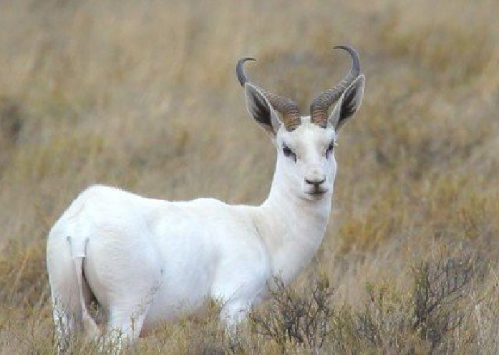 Royal Karoo Safaris | Eastern Cape Hunting | Trophy List