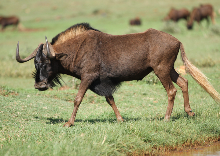 Royal Karoo Safaris | Eastern Cape Hunting | Trophy List