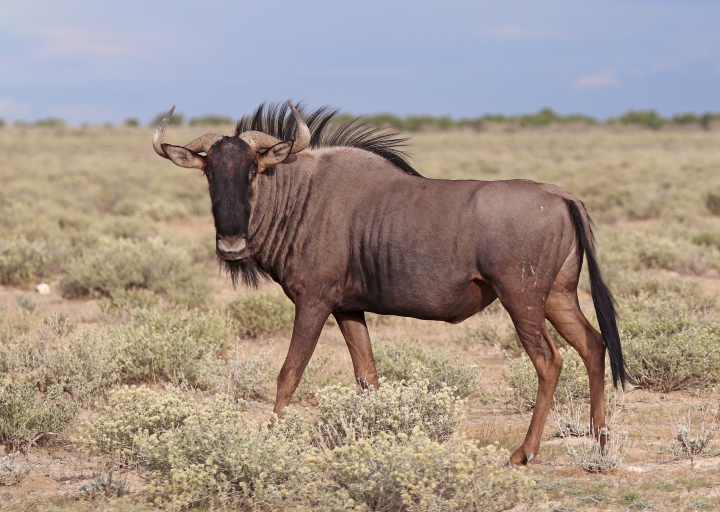 Royal Karoo Safaris | Eastern Cape Hunting | Trophy List
