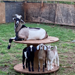 TUCKER’S FARM | Goat Cheese in Bermuda