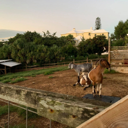 TUCKER’S FARM | Goat Cheese in Bermuda