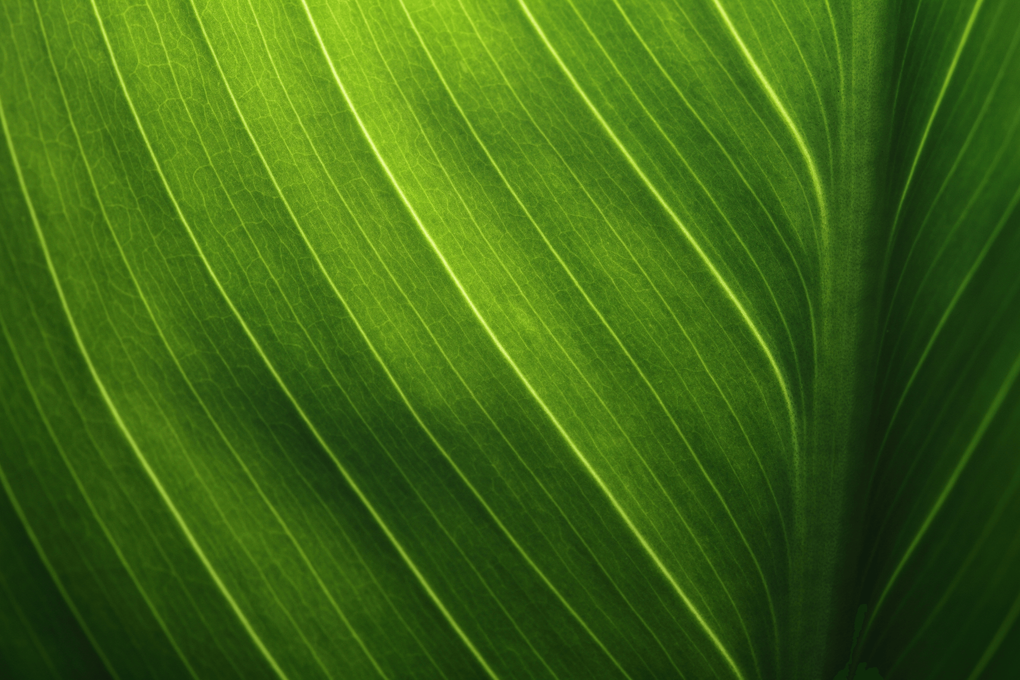 Home Page [www.stccf.com]