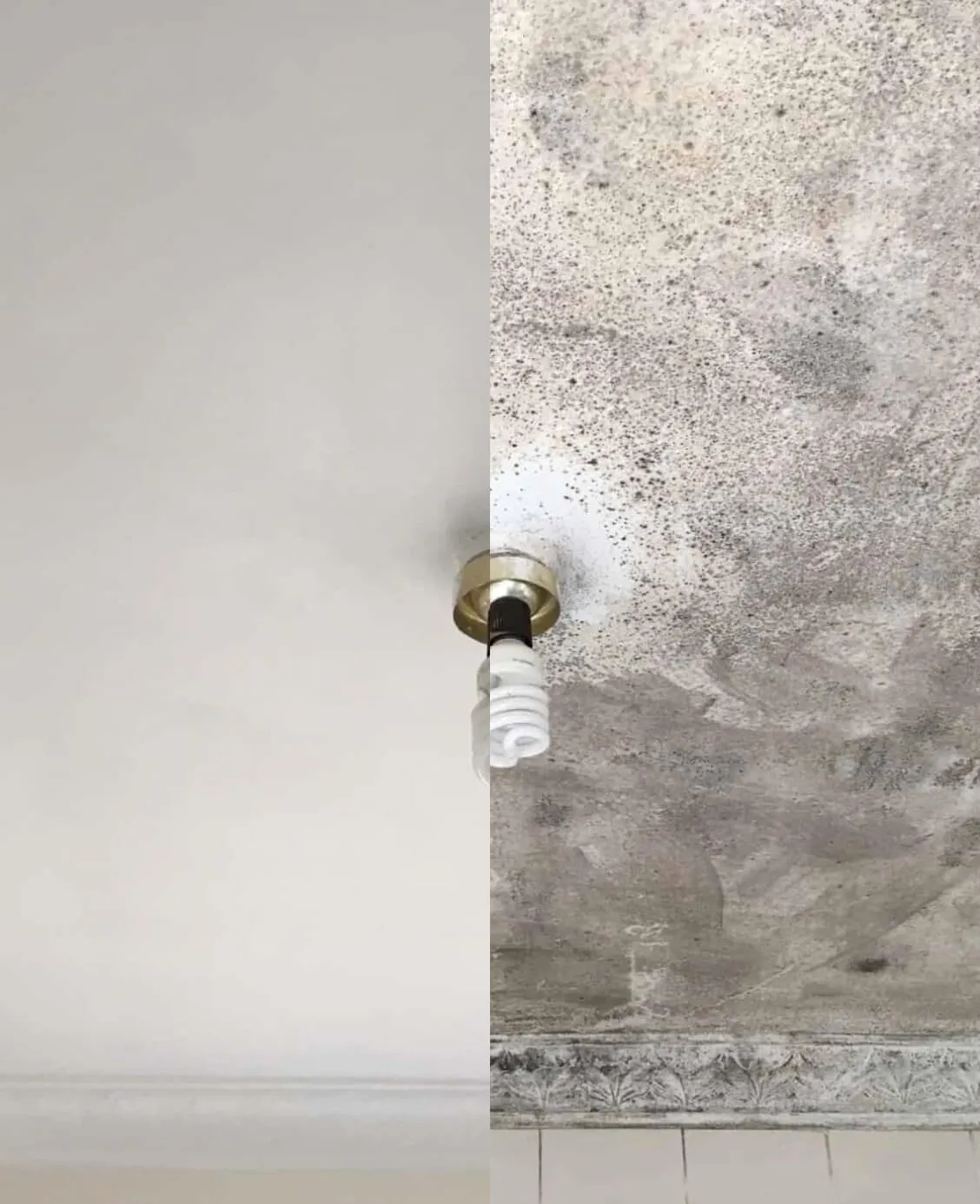 Professional Mould Removal Services in Gold Coast