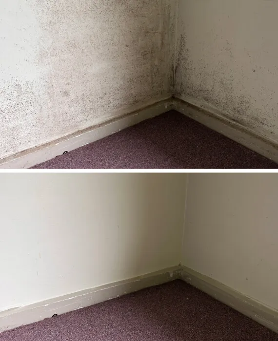 Residential Mould Removal - Free Inspection and Quote