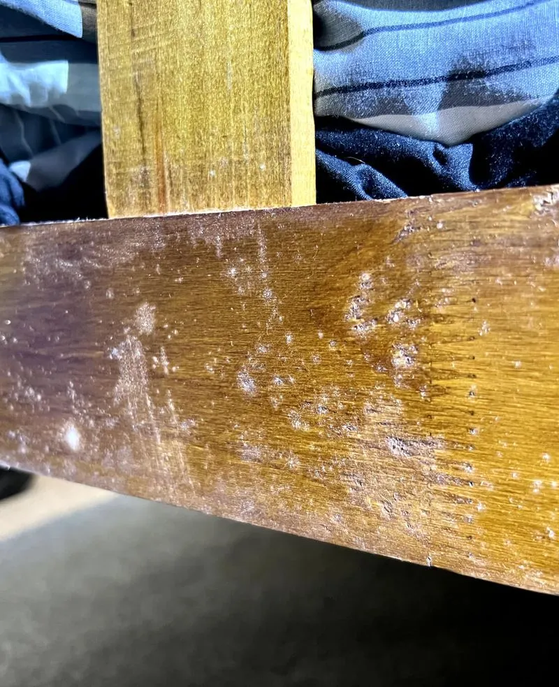 Mould Contents Restoration Services by Experts in the Field