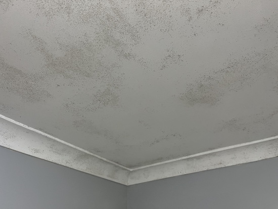 View Our Mould Removal Process And The Results