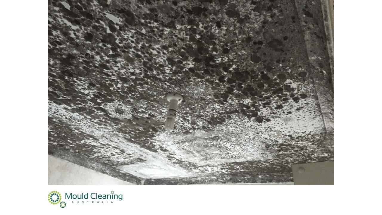 Mould Resources - Mould Cleaning Australia Blog