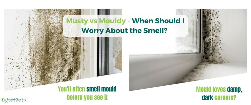 Mould Smell in the House - How to Find Checklist