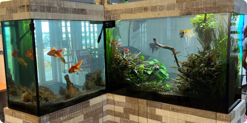 Math'Aqua - Le Spécialiste des Aquariums à Poitiers | Création et ...