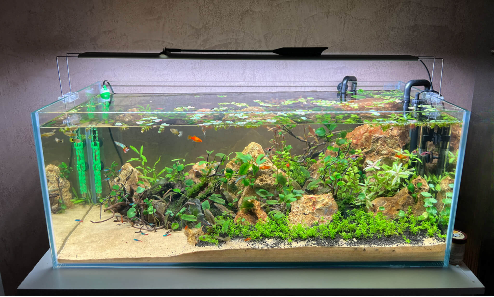Création d'Aquariums d'Eau Douce à Poitiers | Math'Aqua