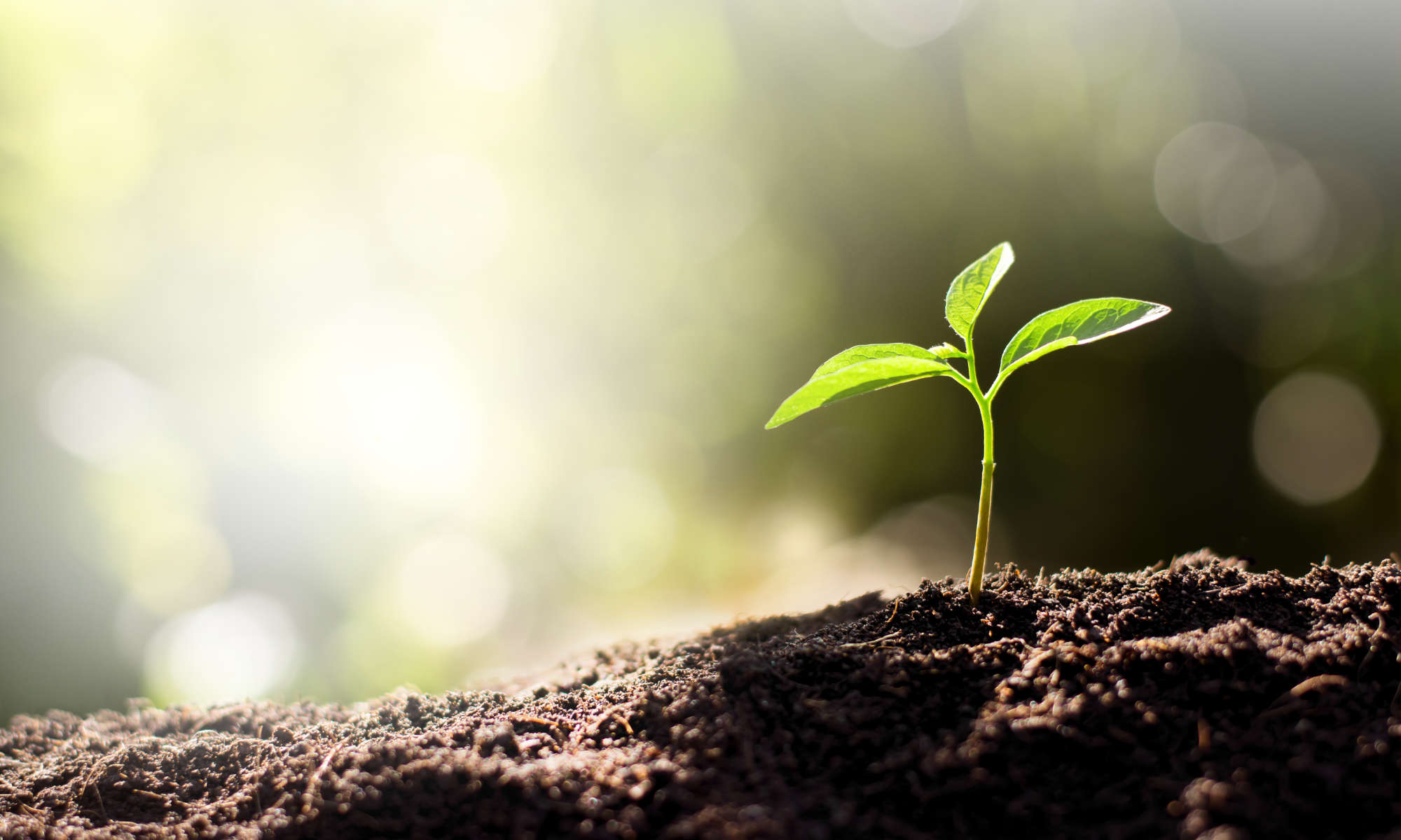 Humify - Assisting nature in reversing climate change