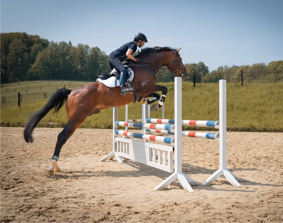 Über mich | Pferdewirtschaftsmeisterin Karen von Schoening