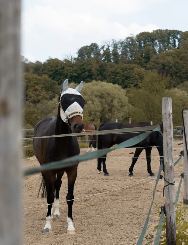 Einstallung | Karen von Schoening