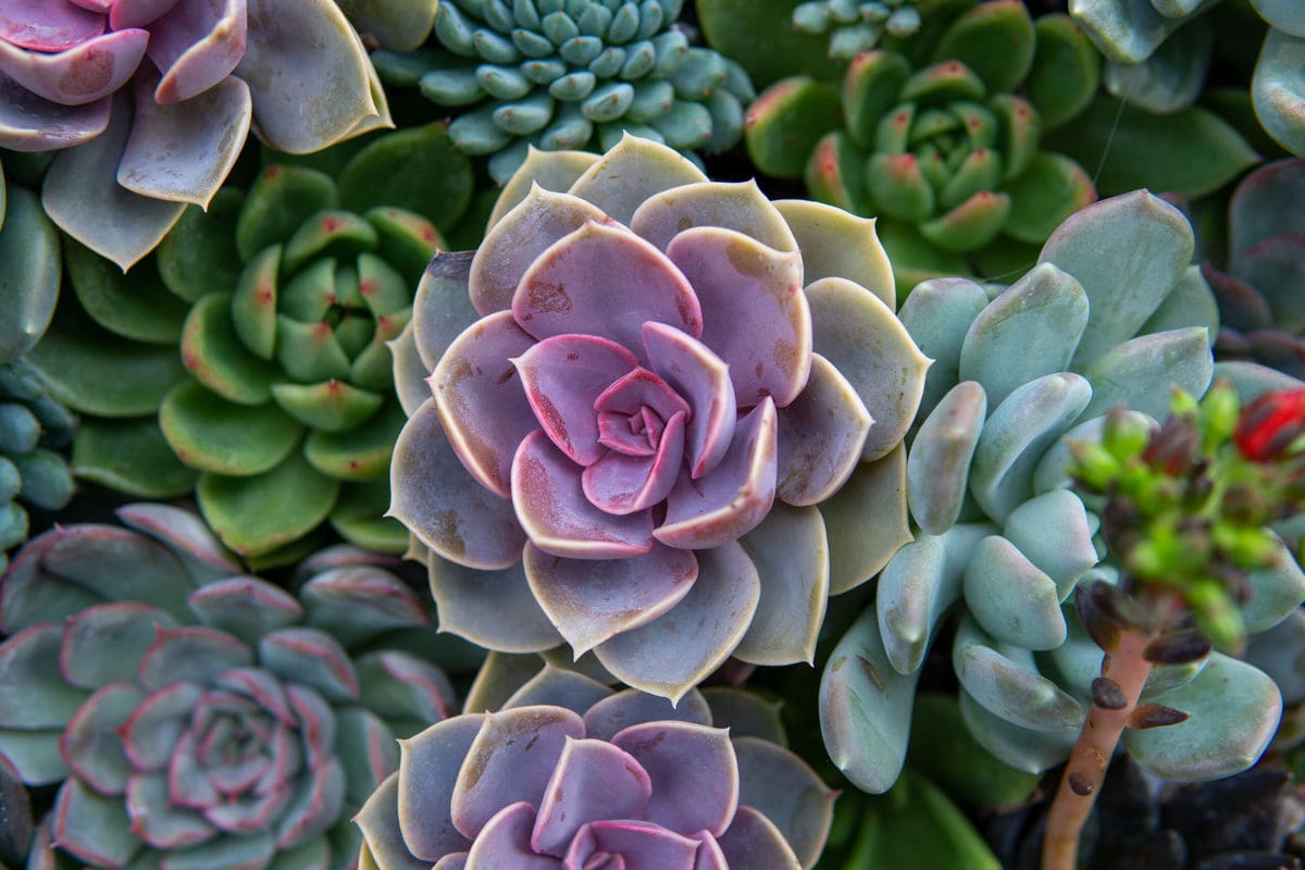 Plants