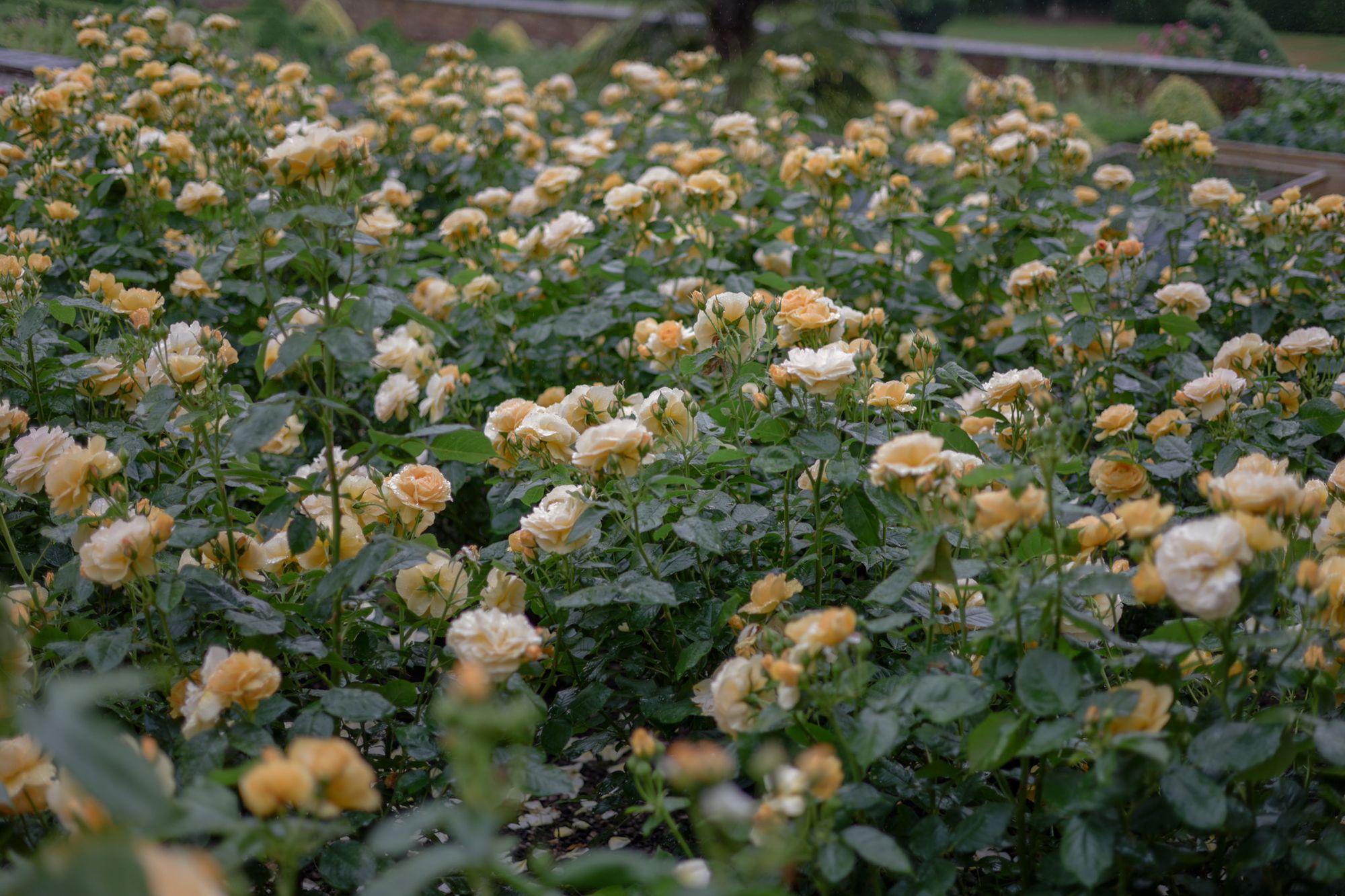 Hopton Hall - Holiday Cottages & Gardens in Derbyshire