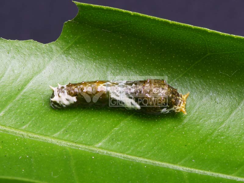 A Closer Look at Butterfly Larvae