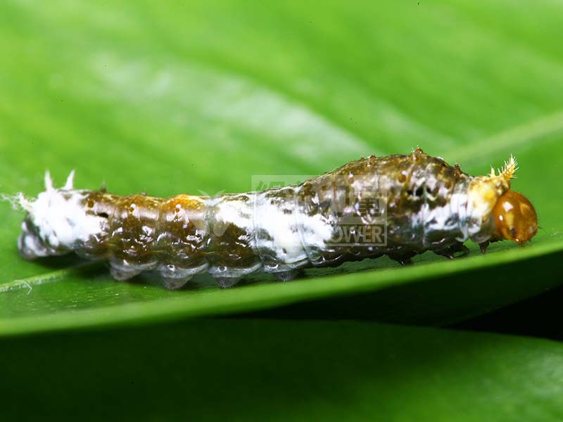 A Closer Look at Butterfly Larvae