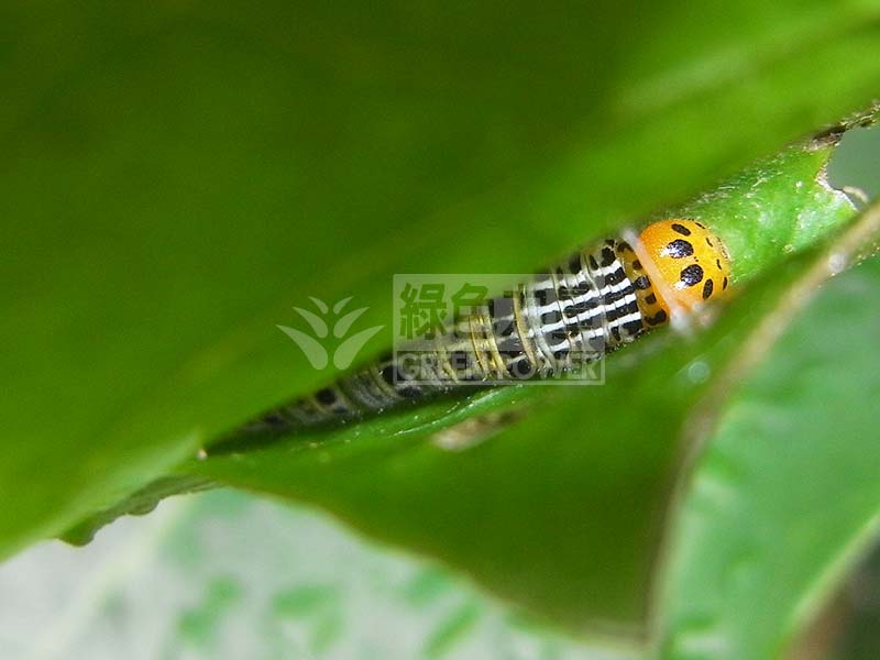 A Closer Look at Butterfly Larvae