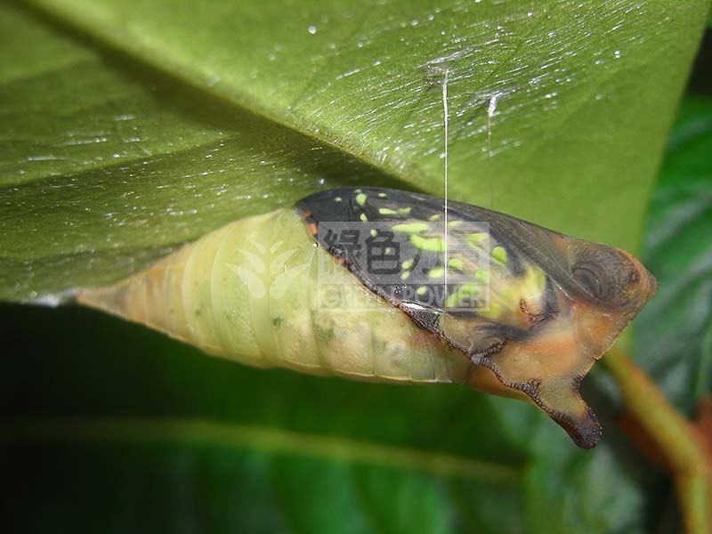 A Closer Look at Butterfly Pupa
