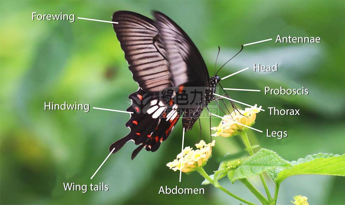 Butterfly Magnifier