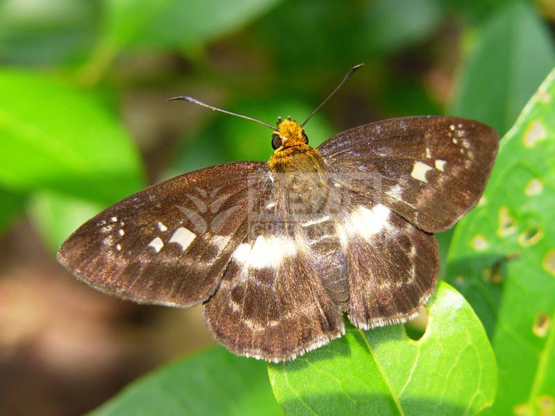 Butterfly ‧ All the Variations