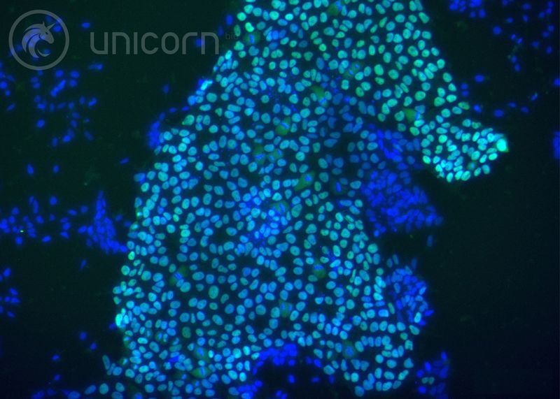 Home | Unicorn Biotechnologies