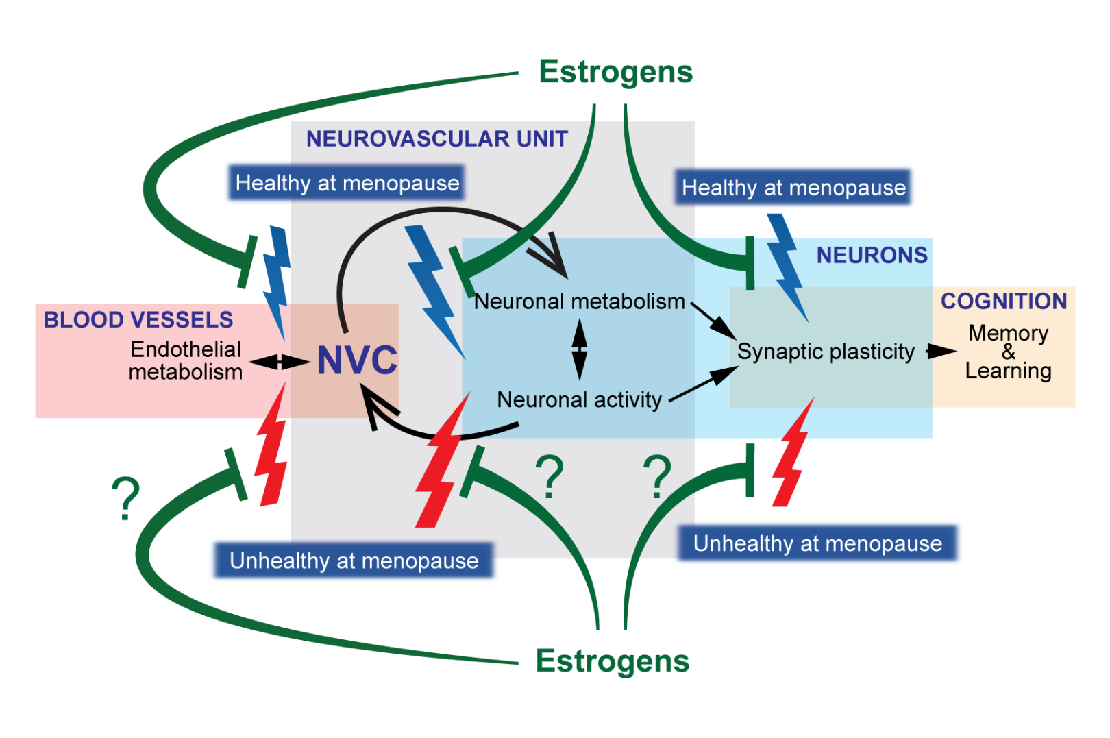 Project 2 - The Estrogens, Cardiometabolic Health, and Female Cognitive ...