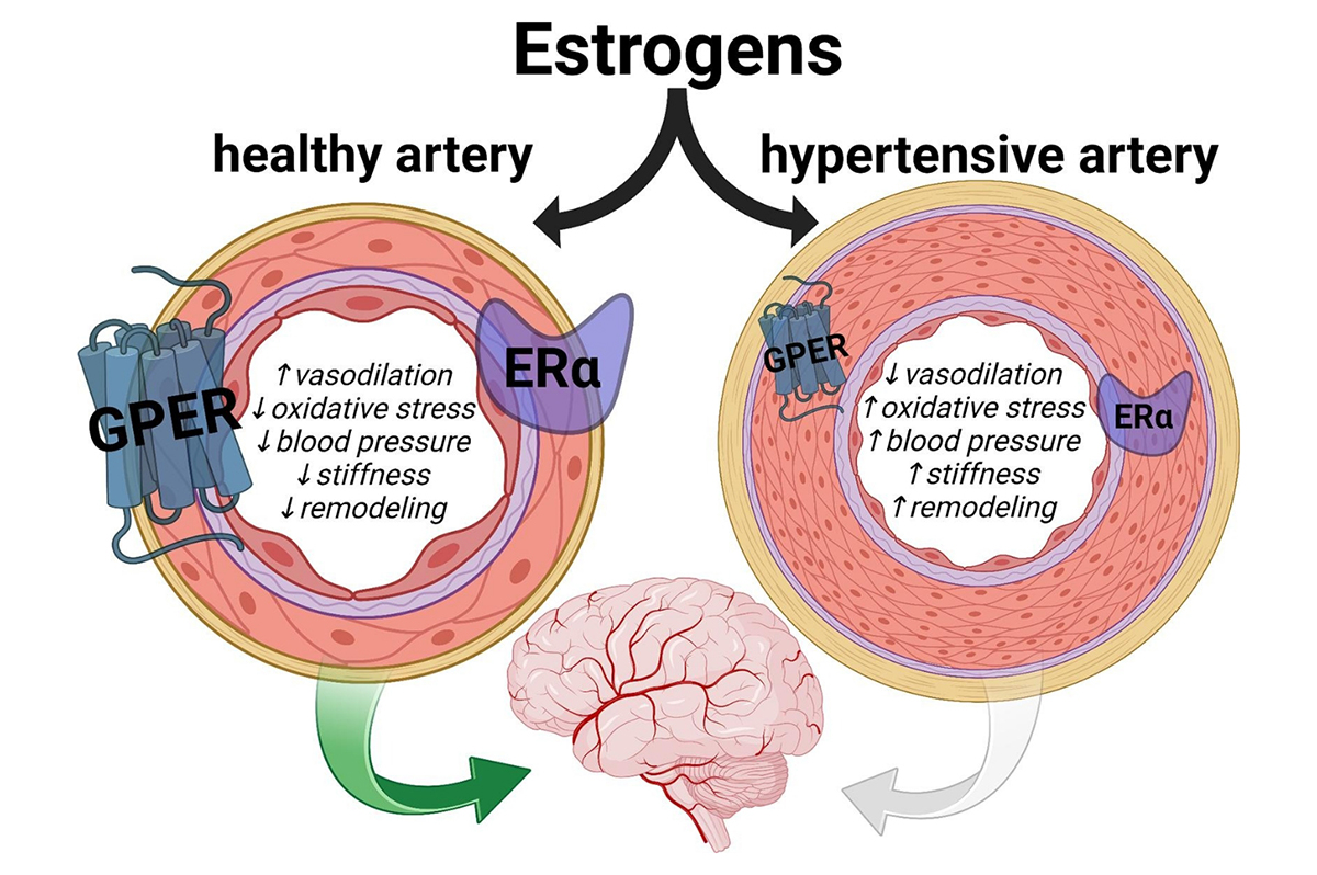 Project 3 - The Estrogens, Cardiometabolic Health, and Female Cognitive ...