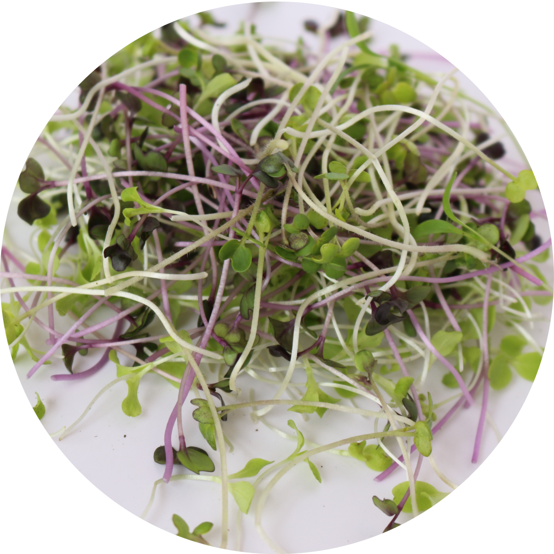 Microgreens | MIJARDIIN®
