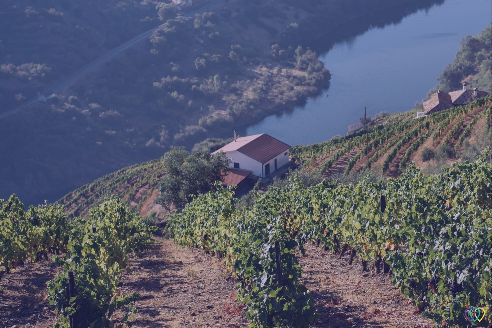 5 Tips for Creating a Visual Survey (Examples Inside)