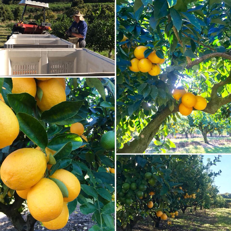 Commercial Solar System for Small Business: Best Produce Market Grower
