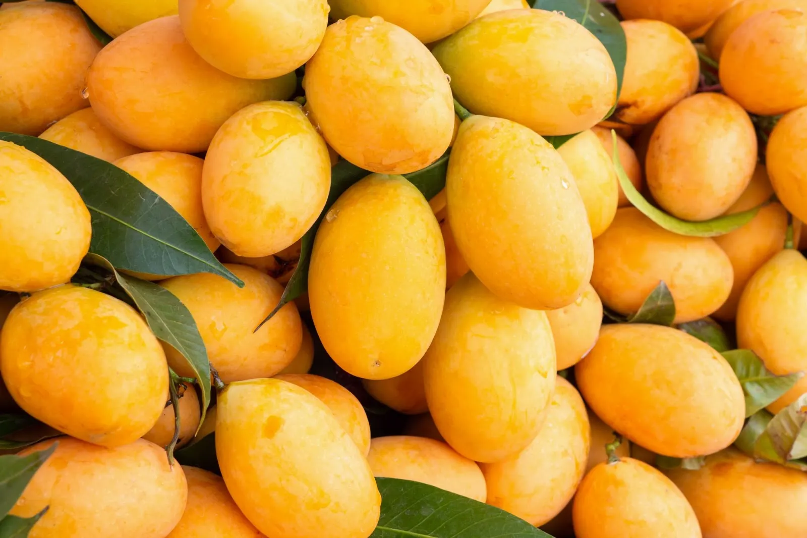 Mango Season in Belize | Duty & Tax Free Ltd