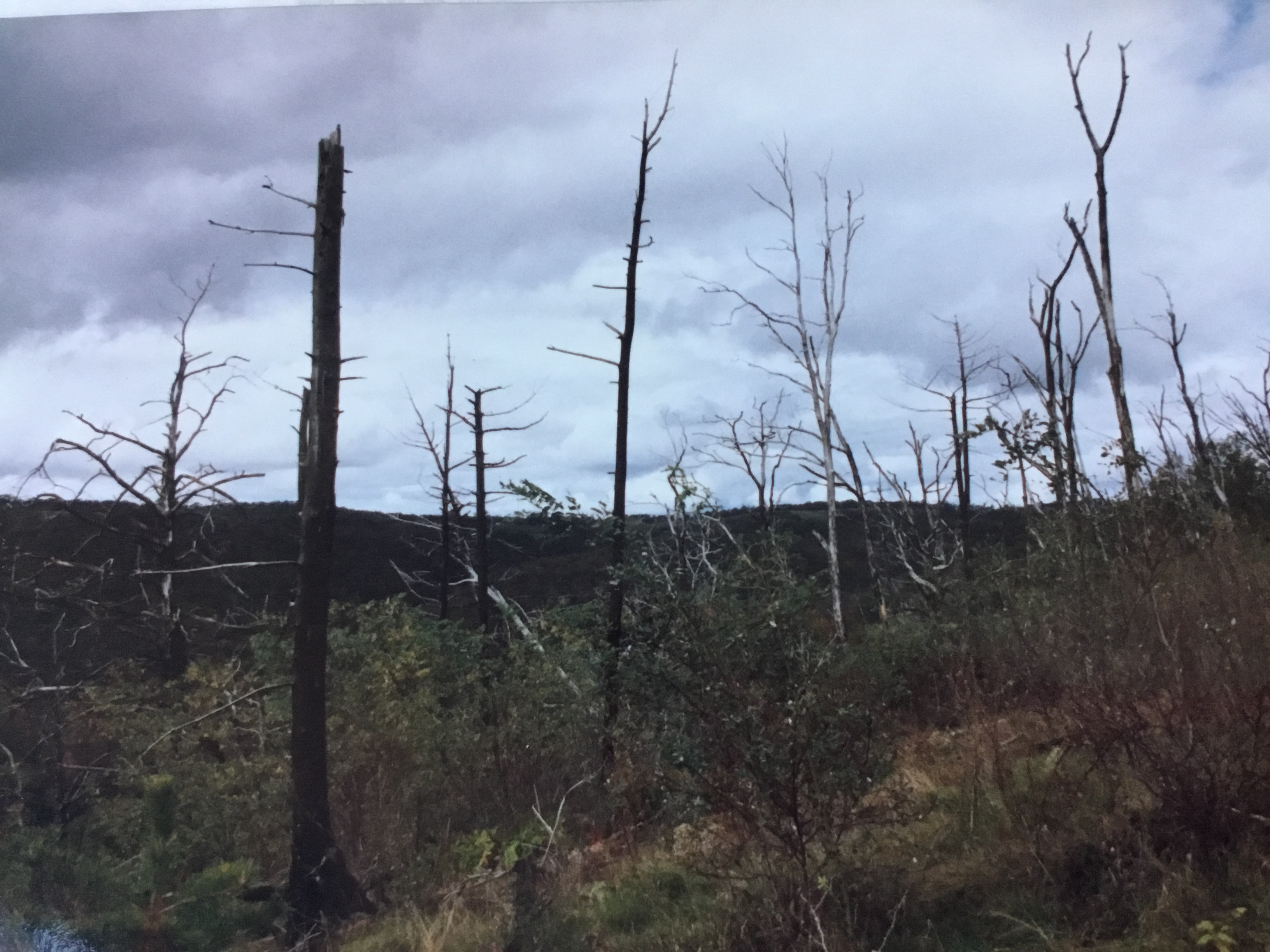 Beating Back the Brush Blog Post | Runaway Ridge