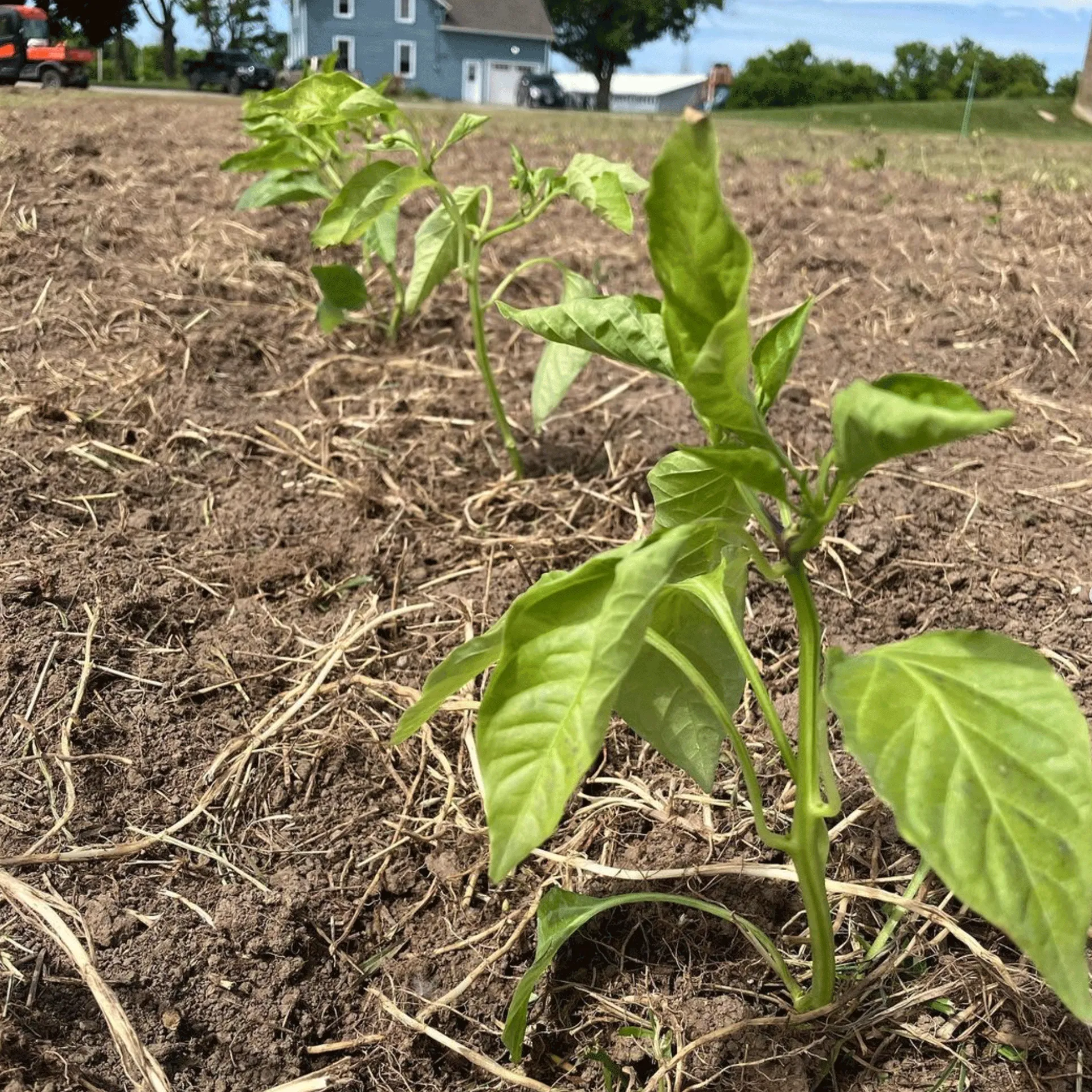 The Good Ground Natural Farm
