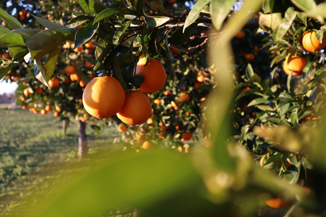 The Lawns – Spaces at the ORCHARD Penrith