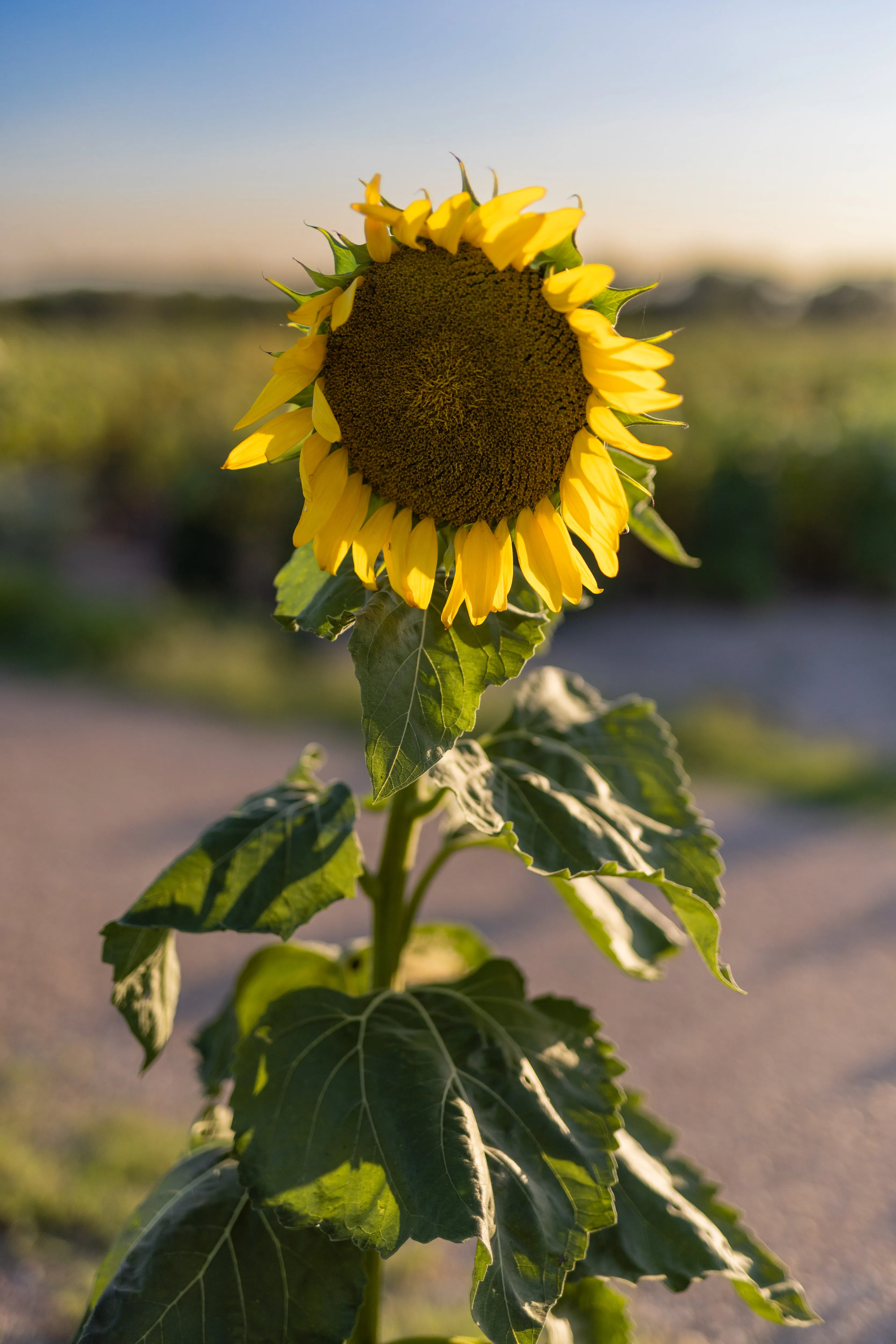 About - Seco Creek Dove Hunts
