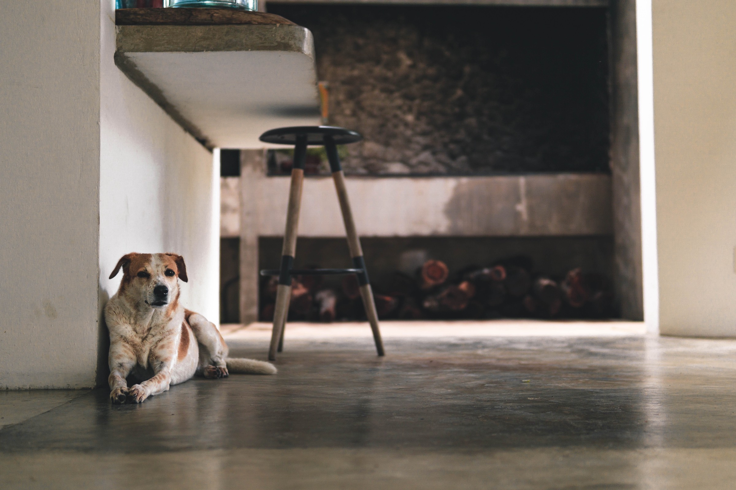 The Stray Dog Dilemma