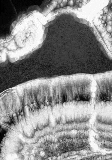 Structurals - Generative visuals