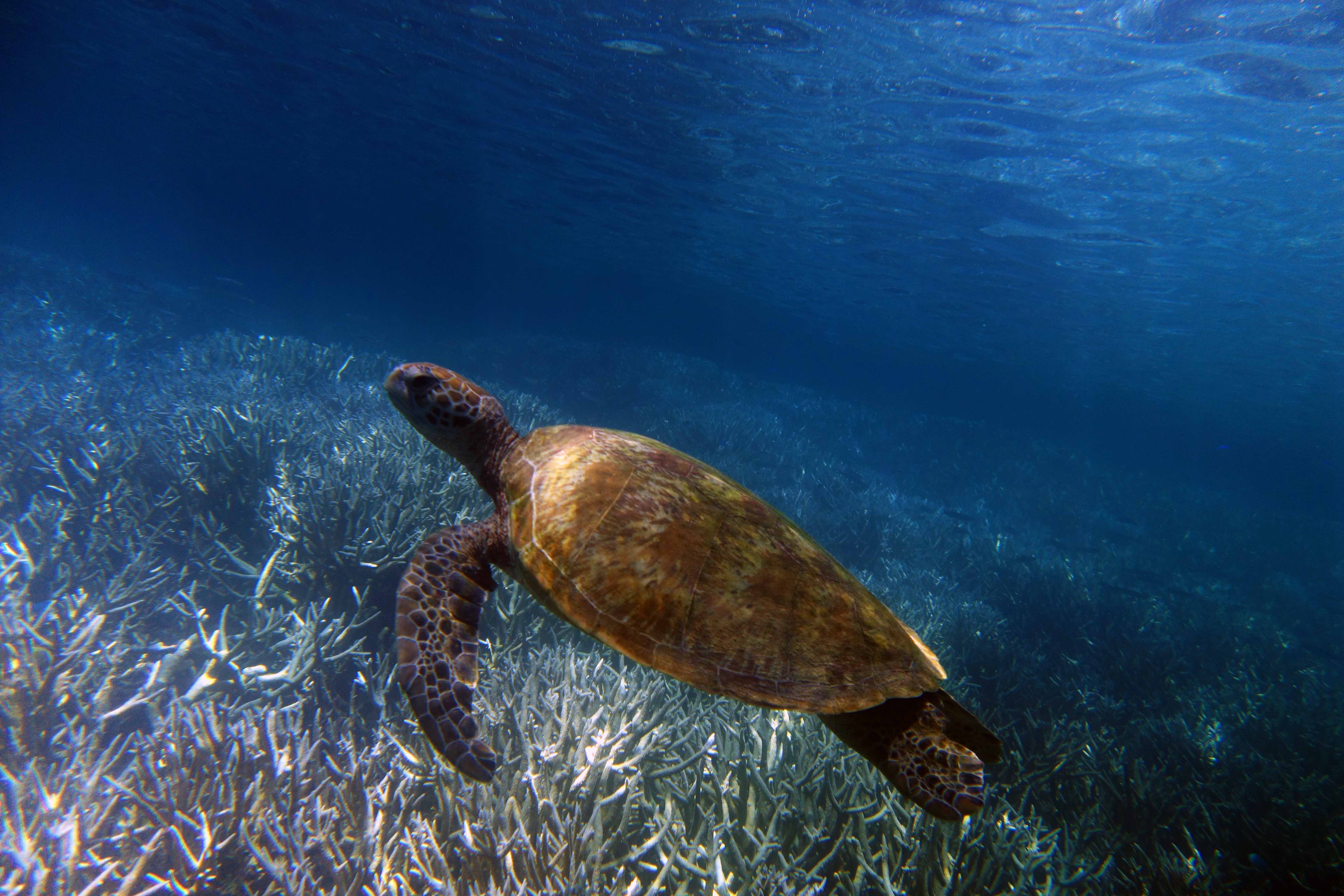 Home | Reef Resilience Symposium 2024