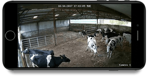 AgriCamera - Calving Cameras | Lambing Cameras | Wireless