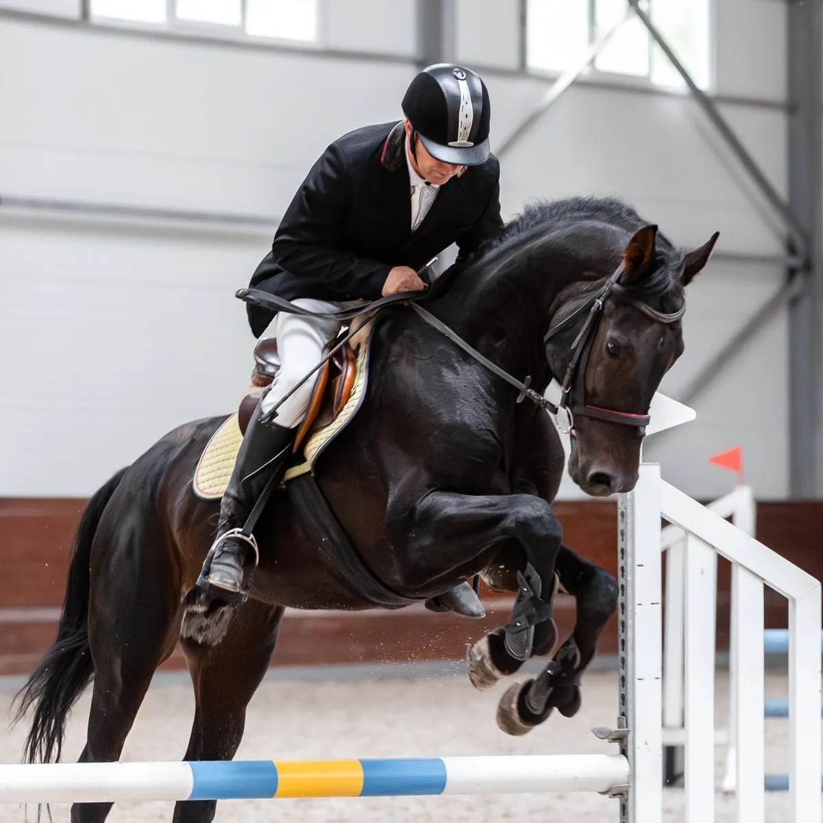 Buy a horse. Ukrainian riding breed. Voronkiv. CFG Svitlana