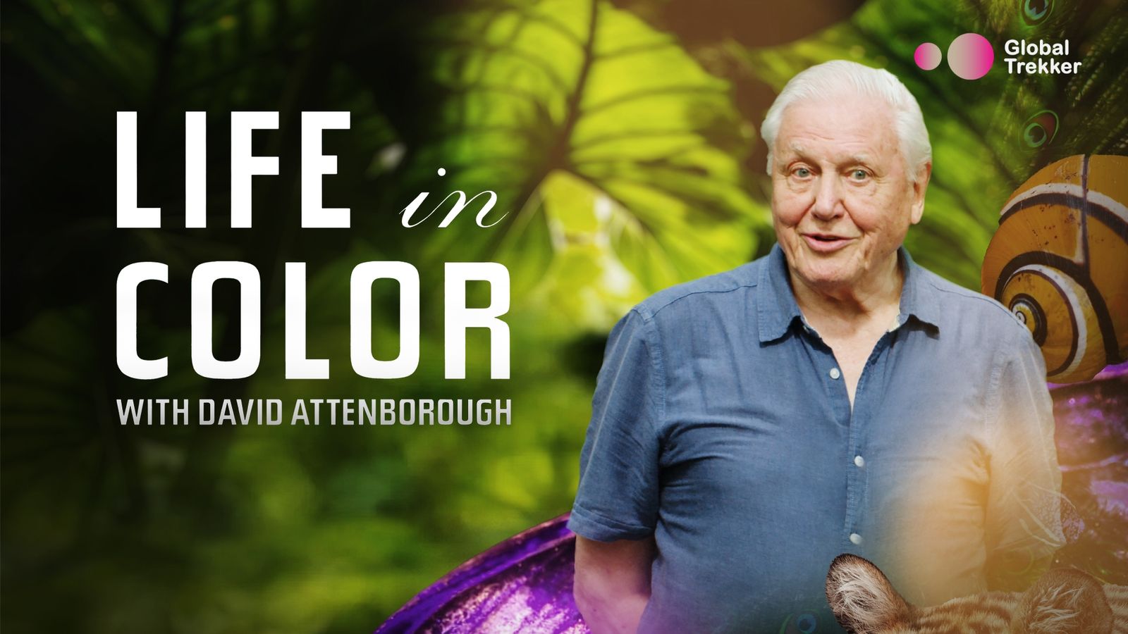 Rock Entertainment: Leading Content & Media Distributor