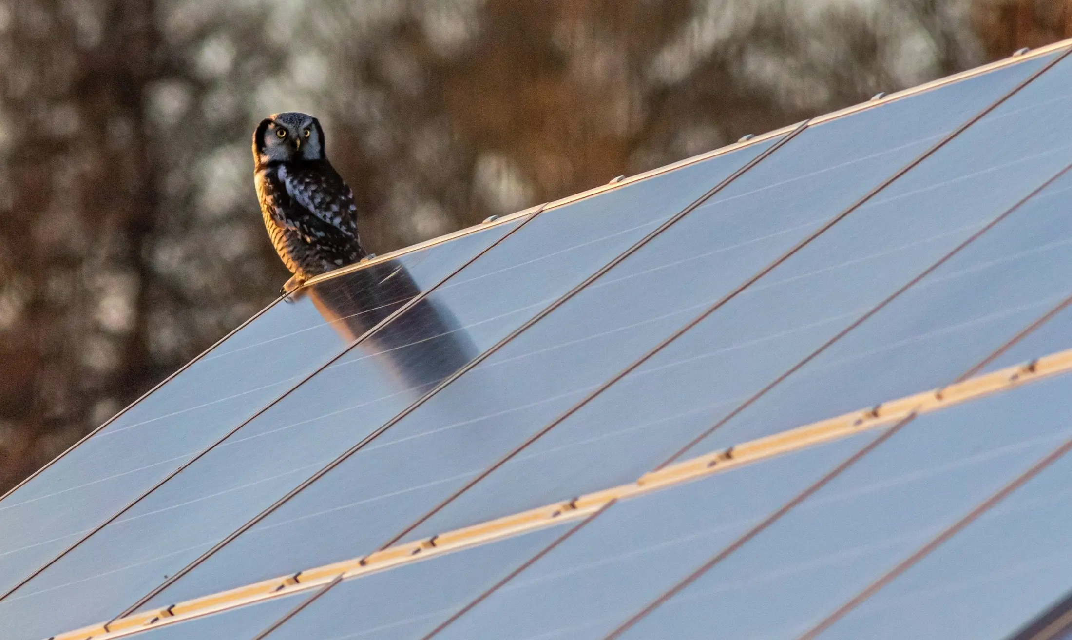 Energy Independence with Tailored Solar Solutions | Agile Solar
