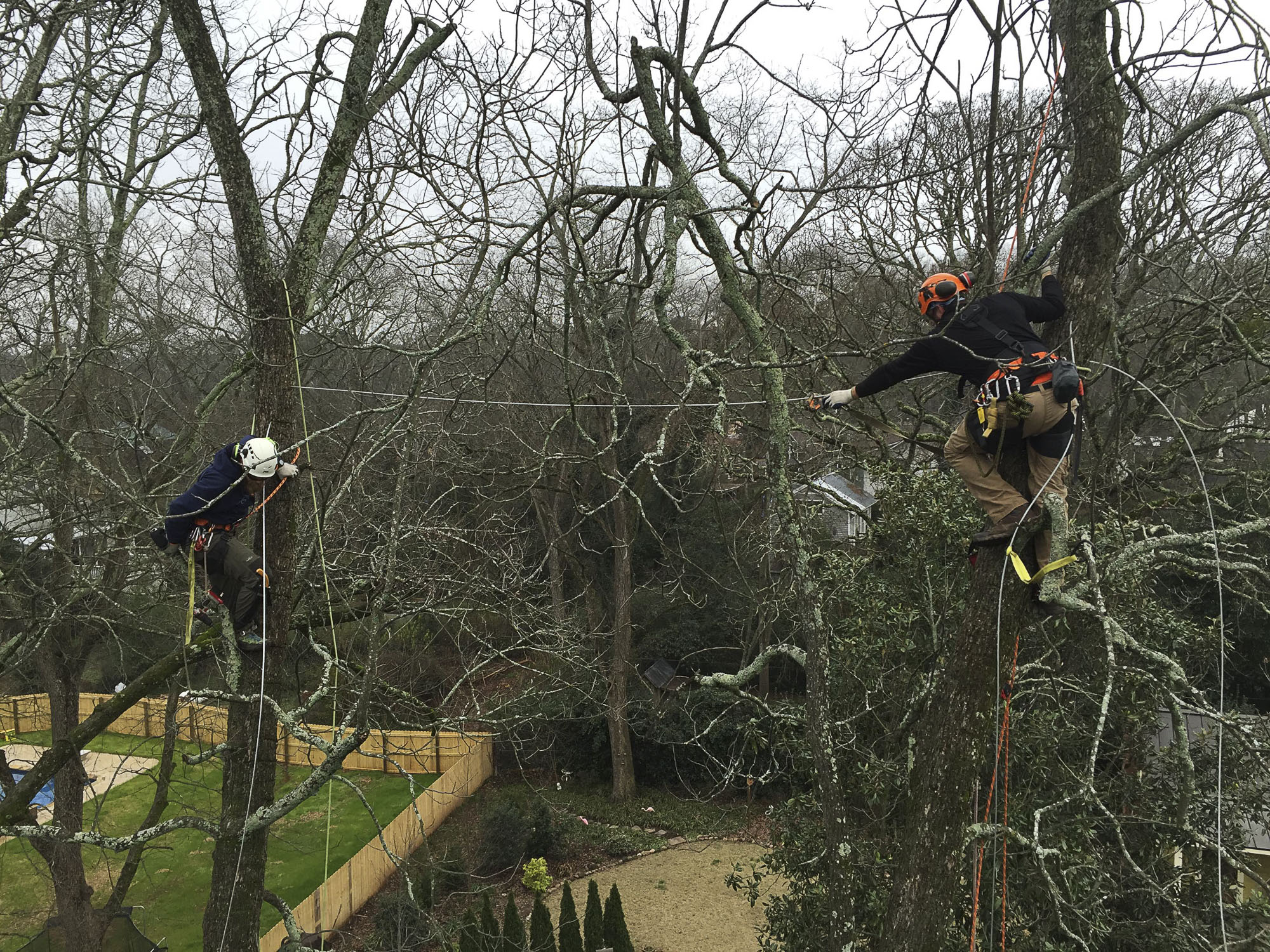 Tree Care